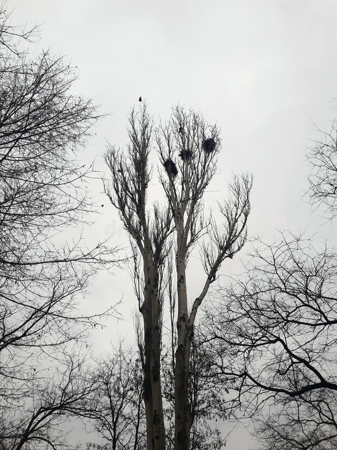 Crows nest on a tall tree stock photo. Image of black - 274054670