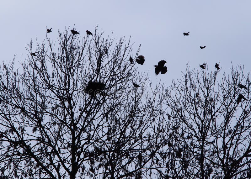 Crows Nesting in Woodland Bare Forest Trees Stock Image - Image of ...