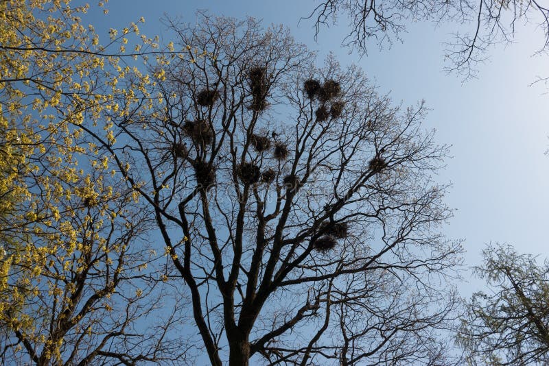 Crows Nests on Tree Branches Stock Photo - Image of group, spring ...