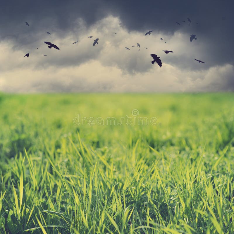 Flying Black Crow Birds Over Green Grass Field Stock Image - Image of ...