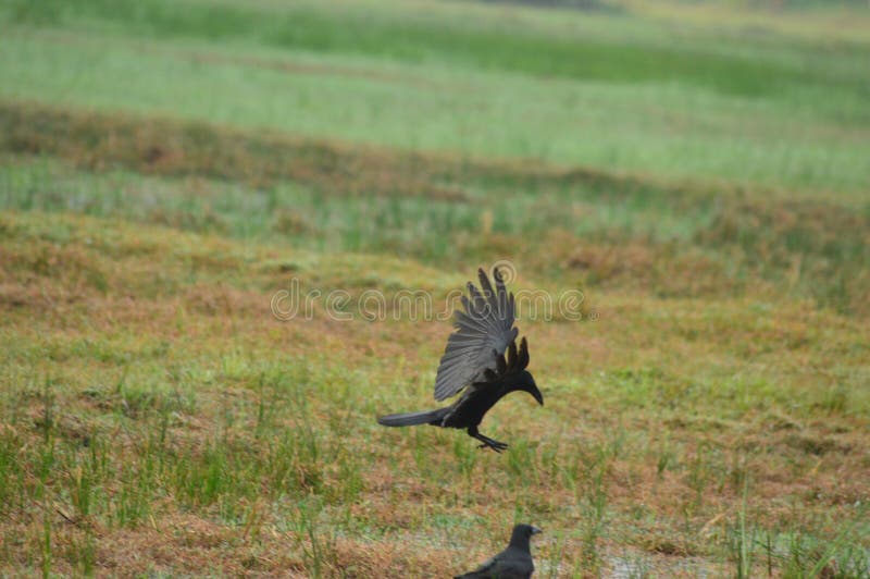 Crows on paddy field stock image. Image of white, heron - 180555283