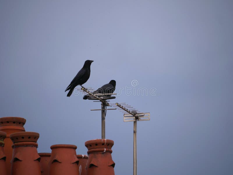 Crows Perch on a House Roof in Suburbs Stock Photo - Image of animal ...