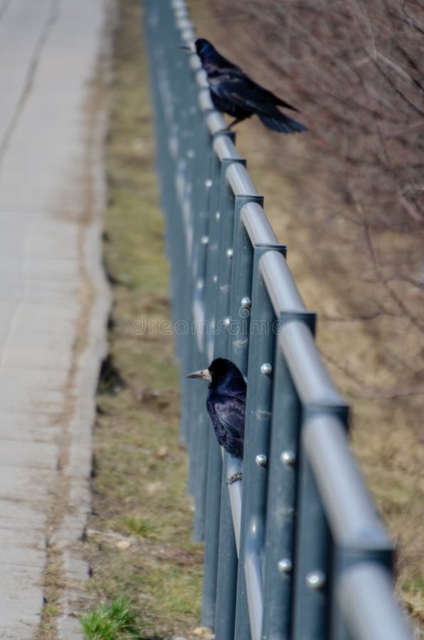 Crows Perched on a Metal Railing, One Spreading Wings while Calling Out ...