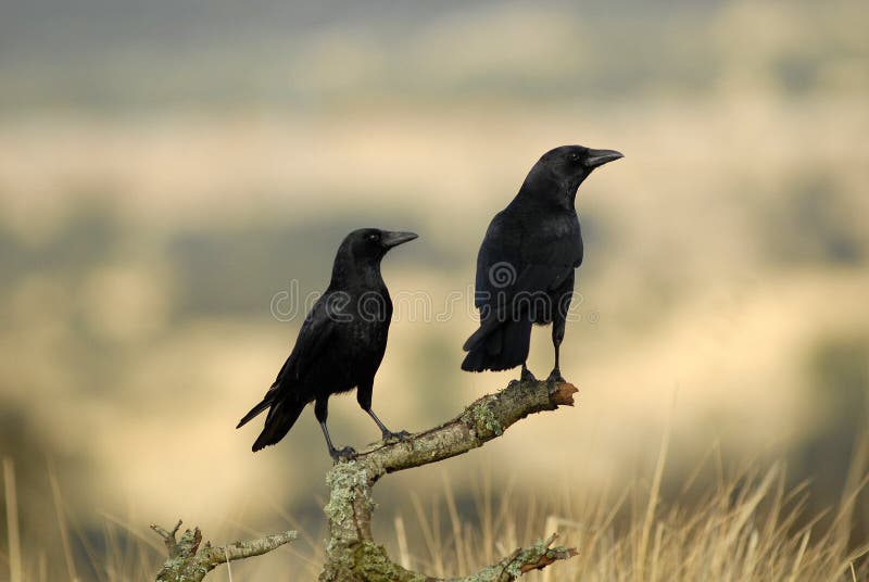 Crows Perched on a Natural Host Stock Image - Image of crows, fauna ...