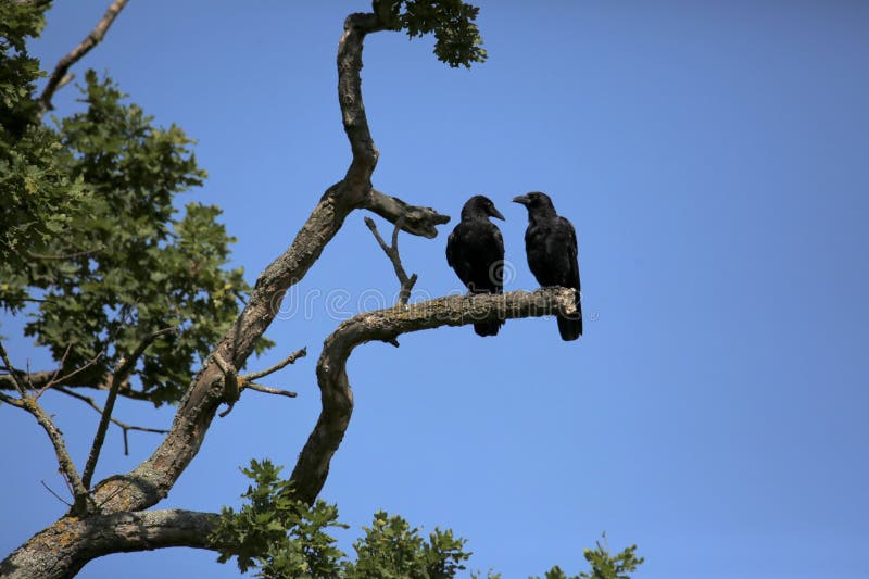 Crows perched in a tree stock photo. Image of surrey - 324305300