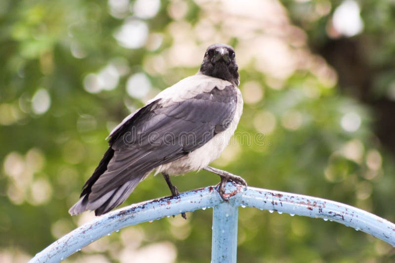 Crows on the playing Photo stock image. Image of turn - 95230639