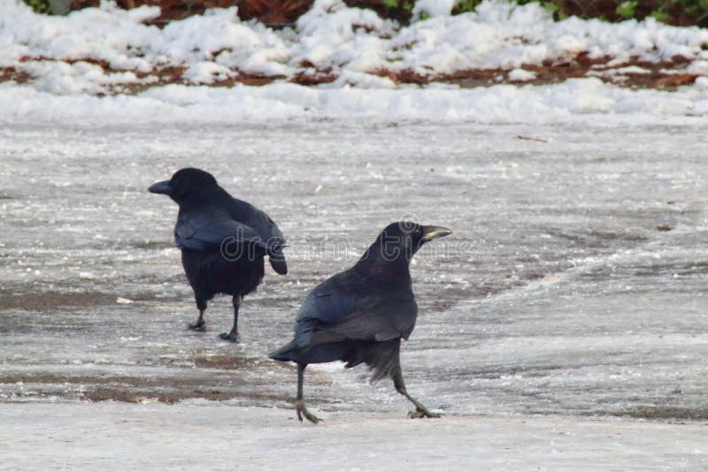 Crows playing in the snow stock image. Image of duck - 264353671