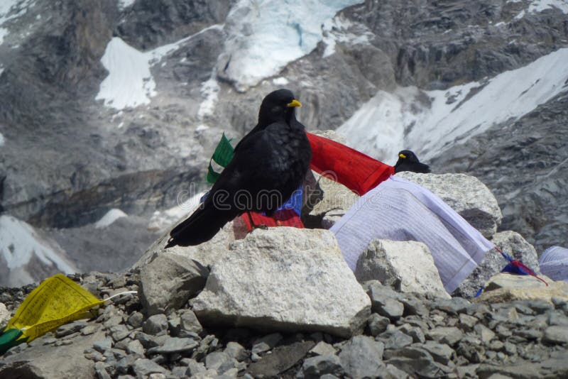 Raven Prayer Stock Photos - Free & Royalty-Free Stock Photos from ...