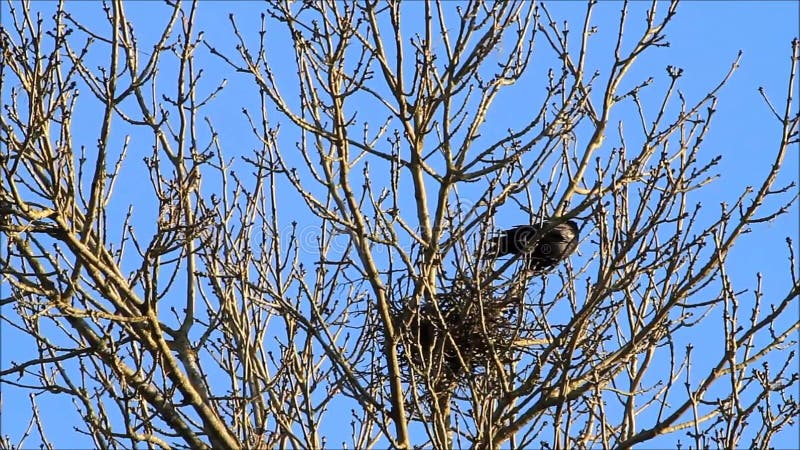Crows ,raven, Nest Building in a Tree, Spring, Sweet Home Stock Video ...