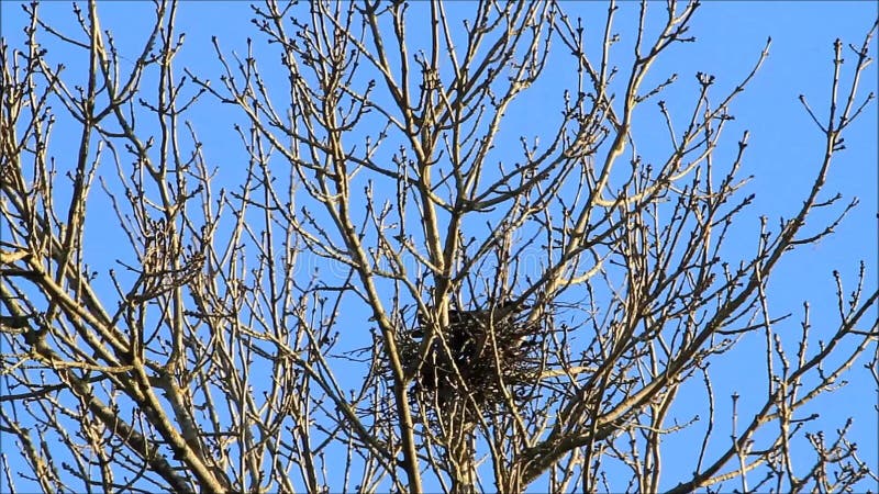 Crows ,raven, Nest Building in a Tree, Spring, Sweet Home Stock Footage ...