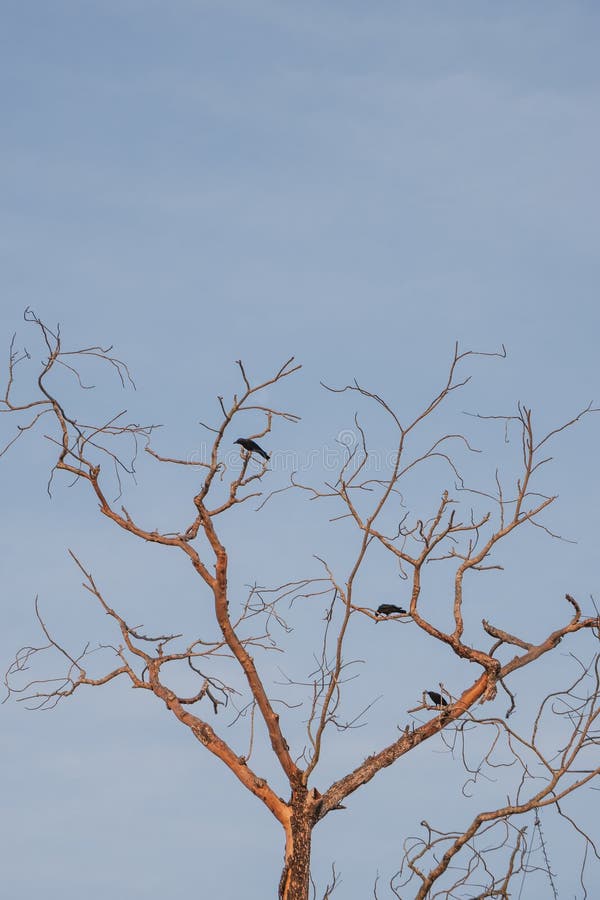 Crows Resting on a Leafless Tree during a Hot Summer Day Stock Photo ...