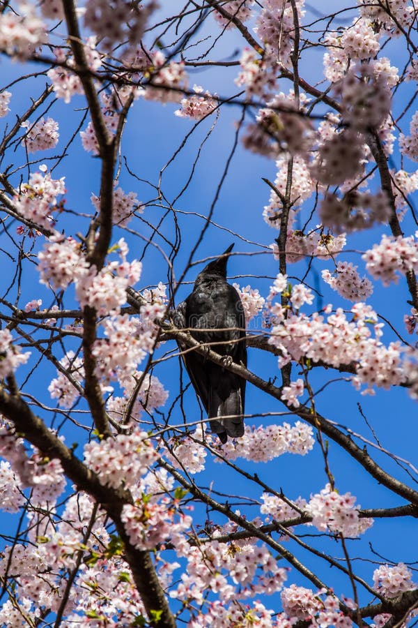 Pink Sakura Crows Stock Photos - Free & Royalty-Free Stock Photos from ...