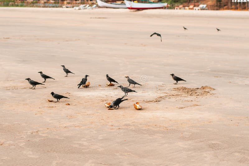 Crows on a sandy beach stock image. Image of seashore - 202348633