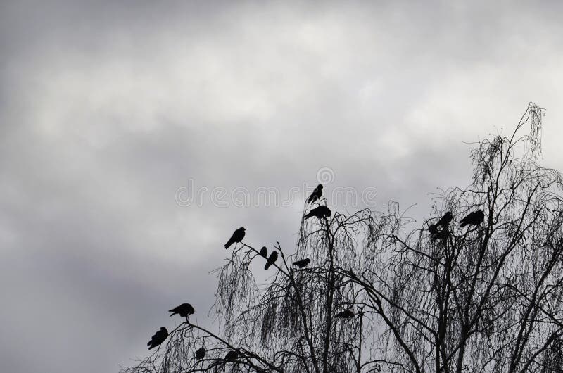 Flock Crows Sitting Tree Branches Stock Photos - Free & Royalty-Free ...