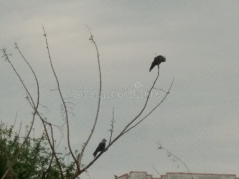Crows Sitting on a Tree, in the Rainy Day. Stock Photo - Image of ...