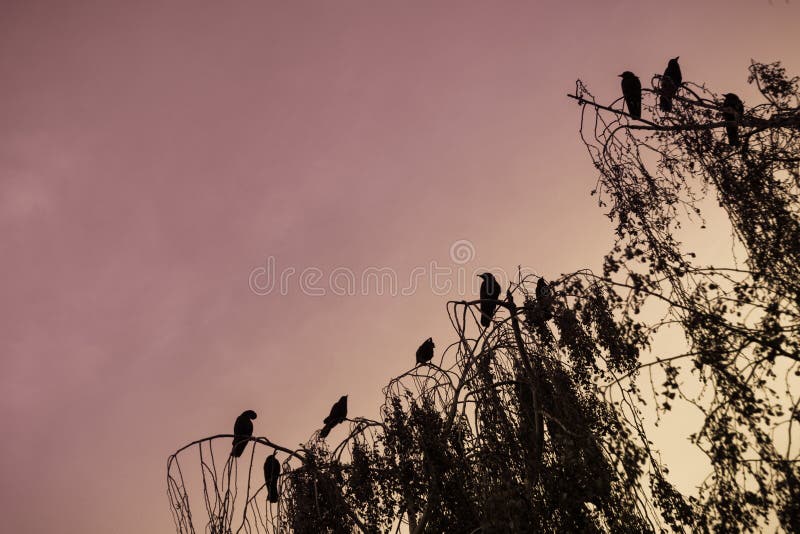 Crows sitting in a tree stock image. Image of light - 125112359