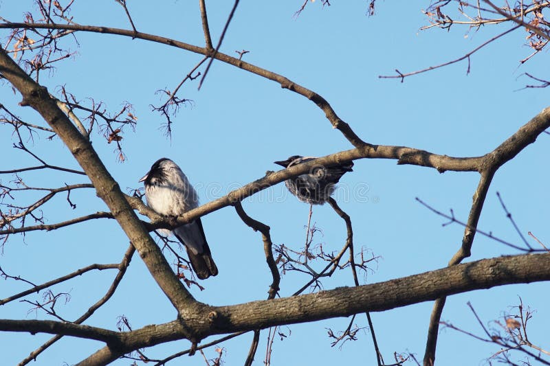 Crows sitting on a tree stock photo. Image of bird, crow - 274238422