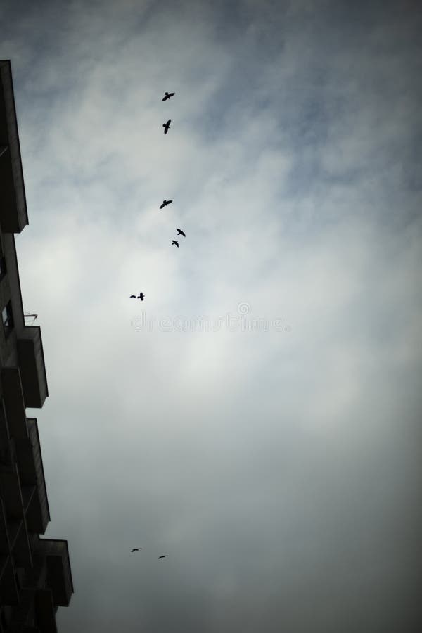 Crows in Sky. Flight of Birds Stock Image - Image of wildlife, group ...