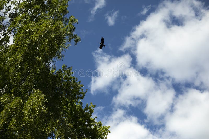 Crows in Sky. Large Black Bird Flies into Forest Stock Photo - Image of ...