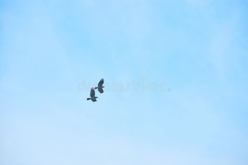 Crows in the sky. stock photo. Image of instinct, corvus - 93336904