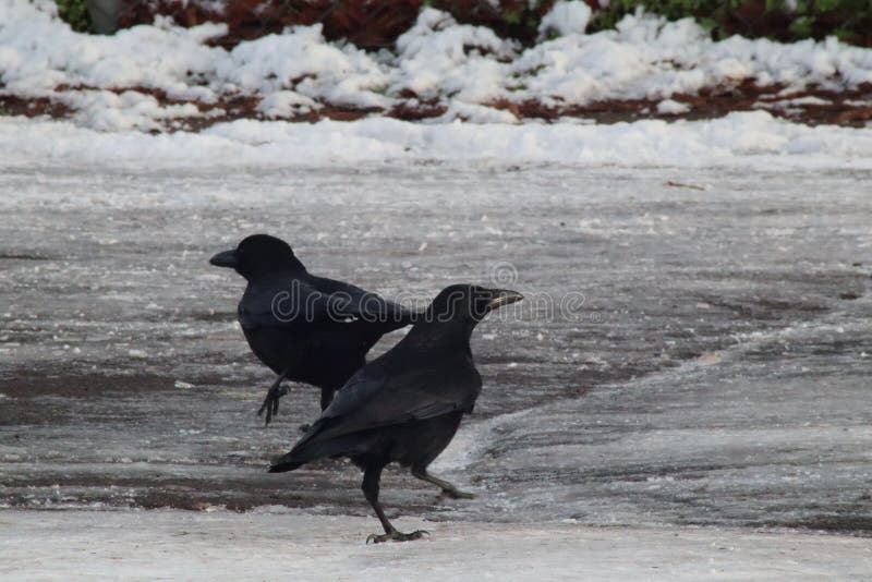 Crows in the snow stock photo. Image of black, avians - 264353668