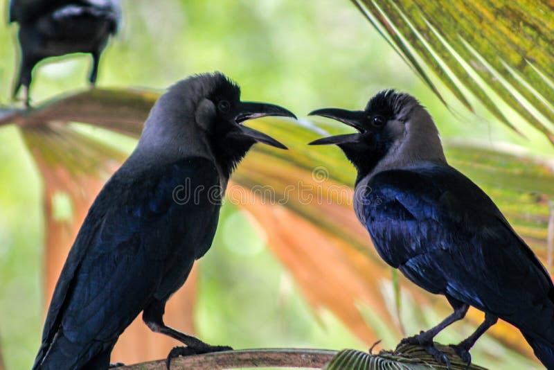 Love Crows stock image. Image of beaks, together, togetherness - 4839965