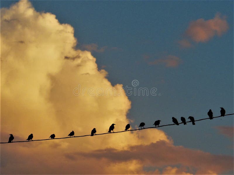 Crows on a Wire Against a Blue Sky Stock Image - Image of white, energy ...