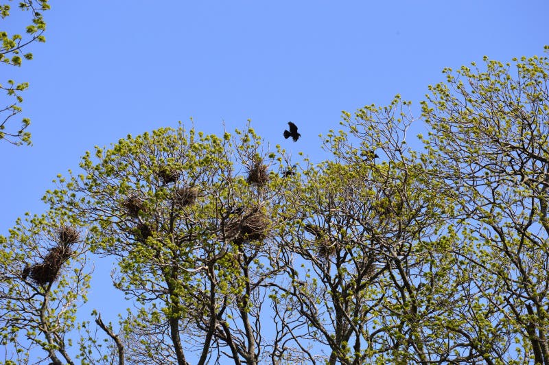 Crows and Their Nests in Trees Stock Photo - Image of nests, bird ...