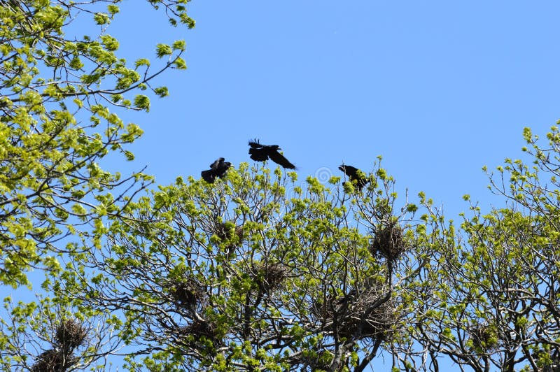 Crows and Their Nests in Trees Stock Image - Image of trees, animal ...