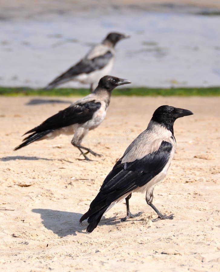 Three Crows Row Stock Photos - Free & Royalty-Free Stock Photos from ...