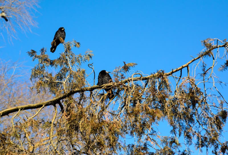 Crows on a Thuja Tree Branch Stock Photo - Image of landscape, scary ...
