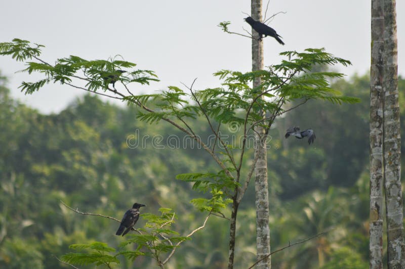 Crows in tree stock image. Image of birds, crows, wing - 1073271