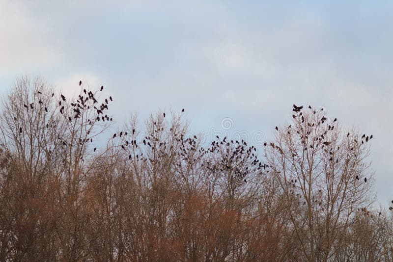 Crows on a Tree in Autumn Evening Times Stock Photo - Image of ...