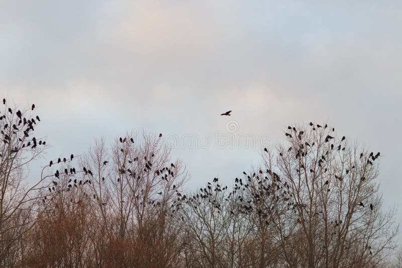 Crows on a Tree in Autumn Evening Times Stock Image - Image of black ...