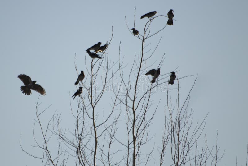 Crows on tree. Black birds stock image. Image of dark - 249595895