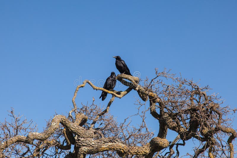 Three Black Crows on a Branch Stock Photo - Image of black, crow: 21262288