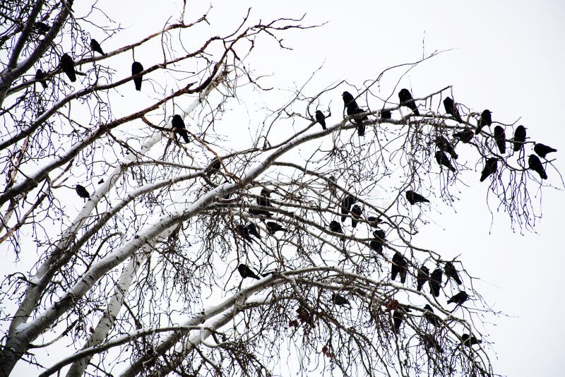 Crows on tree branch stock photo. Image of animal, beauty - 188512074