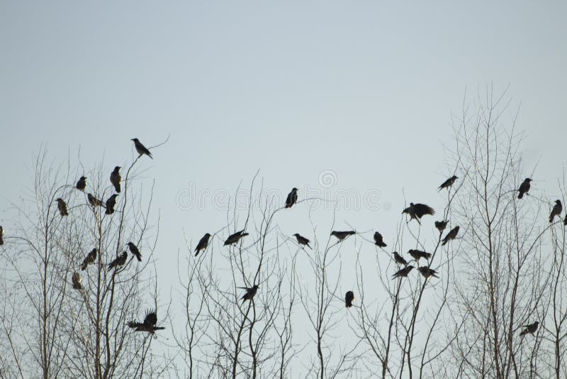 Crows on Tree. Lots of Birds on Branches of Tree Stock Photo - Image of ...