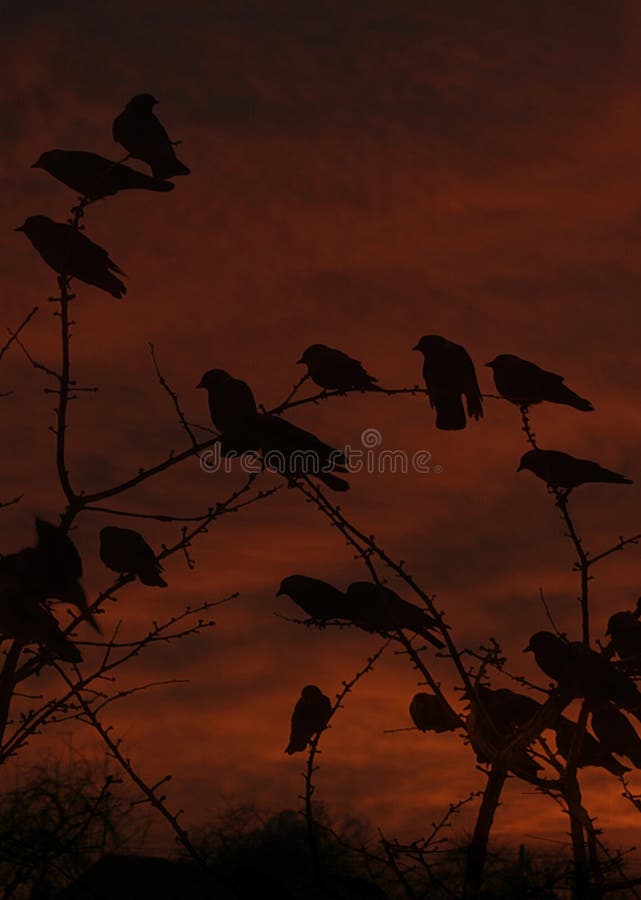 Crows on a tree stock image. Image of crows, branches - 49330403