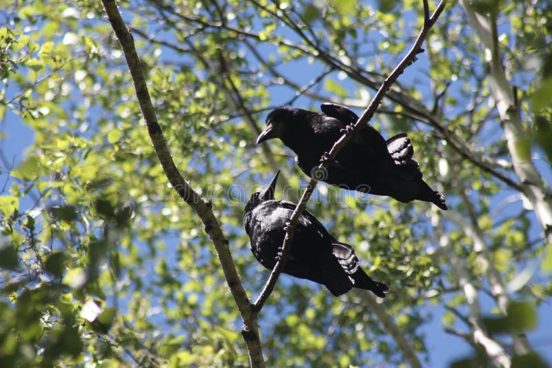 Crows in a Tree. Photo for Your Design Stock Photo - Image of beak ...