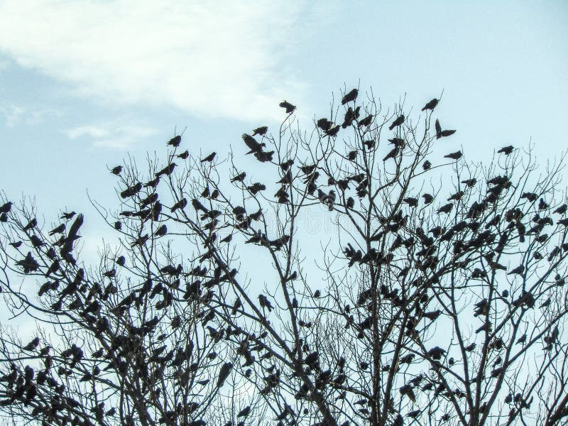 Crows in a tree in Romania stock image. Image of green - 269045057