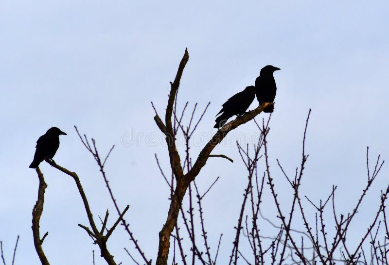 Crows in a Tree stock image. Image of ravens, flower - 351121033