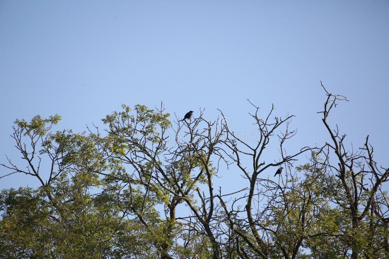 Crows in the tree tops stock photo. Image of twig, autumn - 290175260