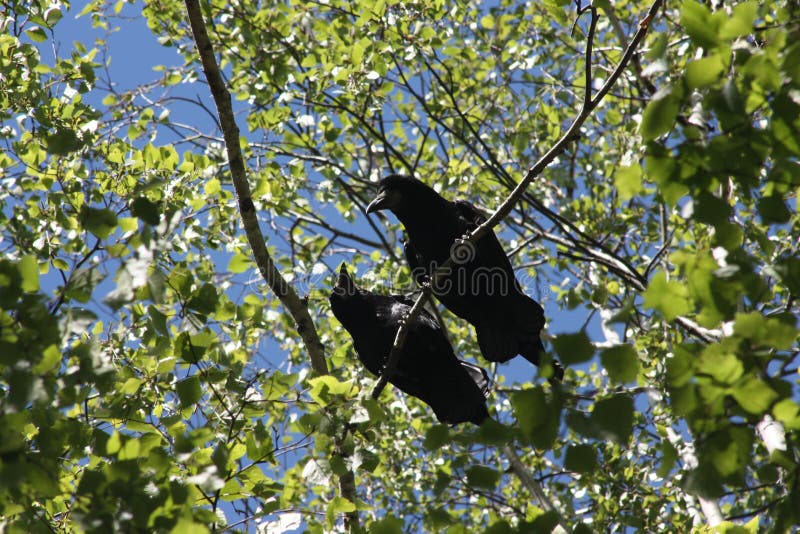 Crows in a Tree. Two Crows on a Branch Stock Image - Image of trees ...
