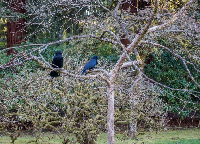 Crows in Tree stock photo. Image of nature, crows, state - 69788318