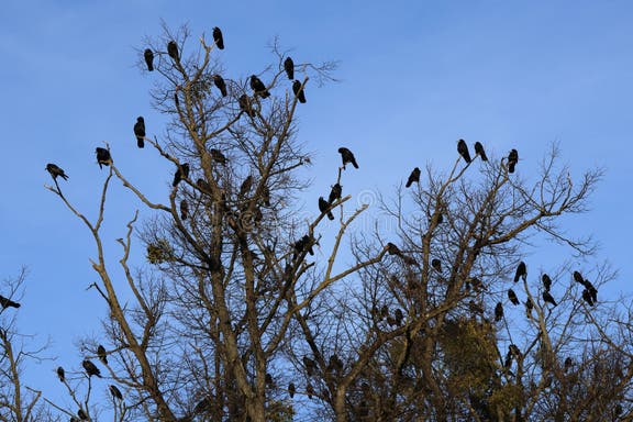 Crows on a tree. stock image. Image of tree, crow, ornithology - 308099615