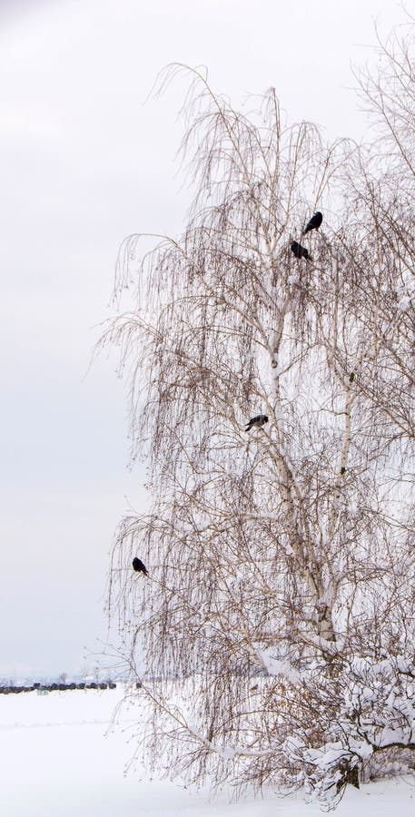 Crows in tree stock image. Image of birds, crows, wing - 1073271