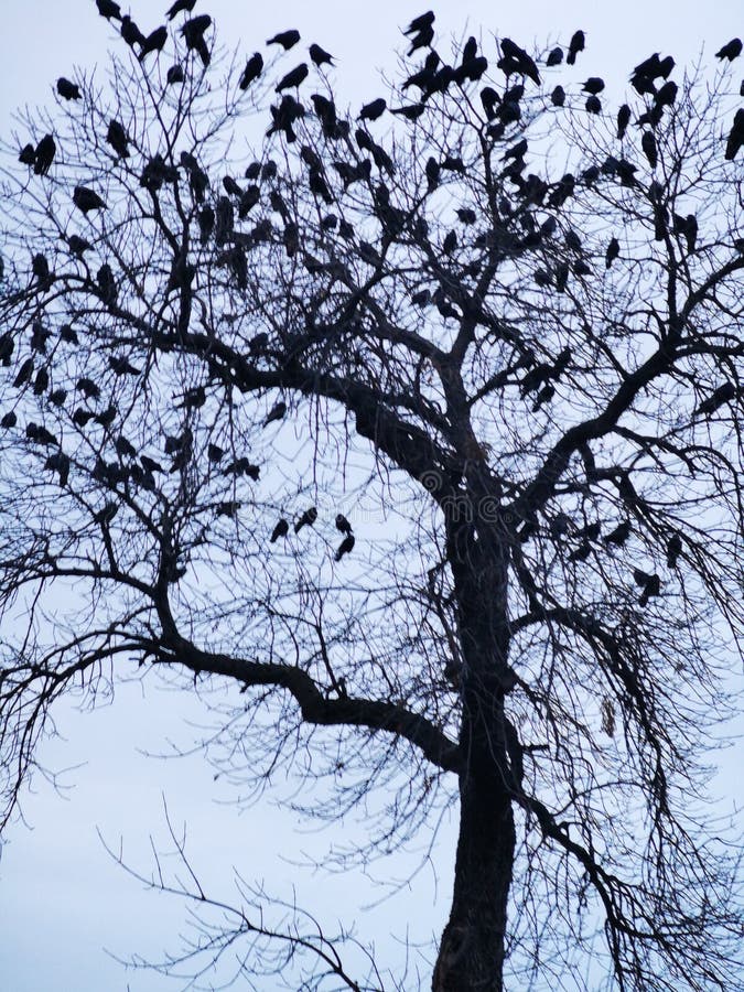 Crows in Trees, Darkness, Birds. Crows Nest, Big Black Bird Crowd ...