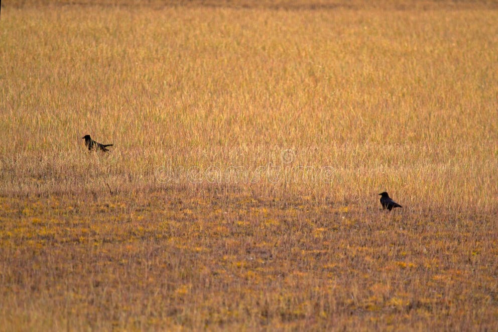 Crows in Two Carrion Crows in Field Treated with Glyphosate Stock Photo ...