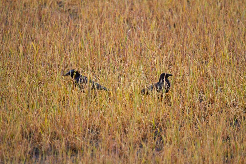 Crows in Two Carrion Crows in Field Treated with Glyphosate Stock Photo ...